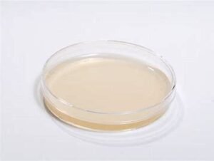Ready to Use Media Plates – LifeCare Pharma